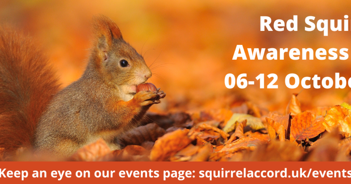 Red Squirrel Awareness Week | Muddy Faces