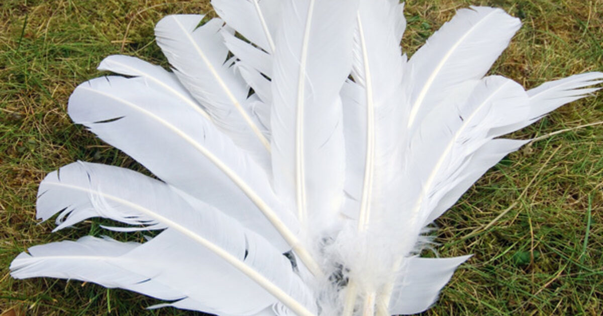 Feathers & Leaves | Craft Materials | Muddy Faces