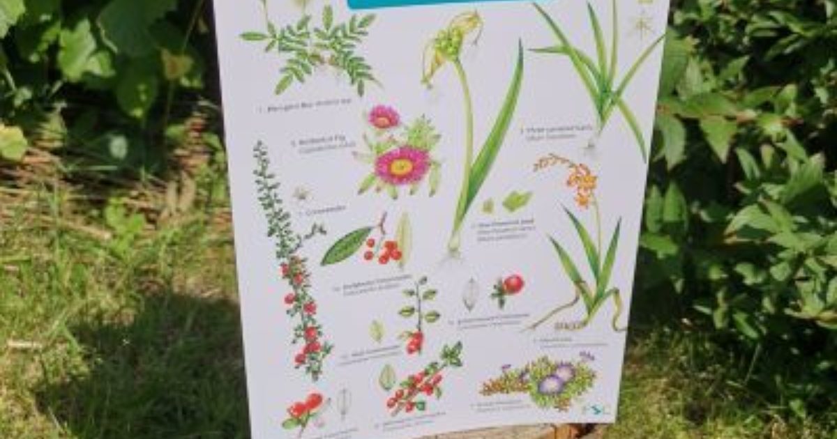 Field Guides | Books & Identification | Muddy Faces