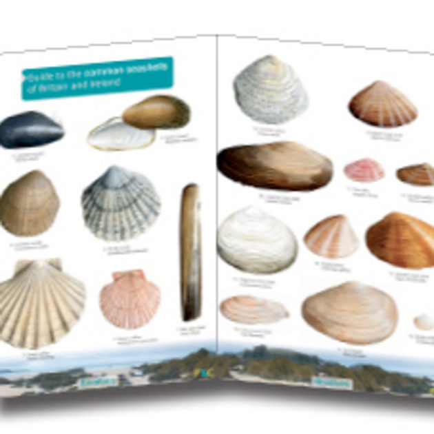 Field Guide - Common Seashells | Muddy Faces