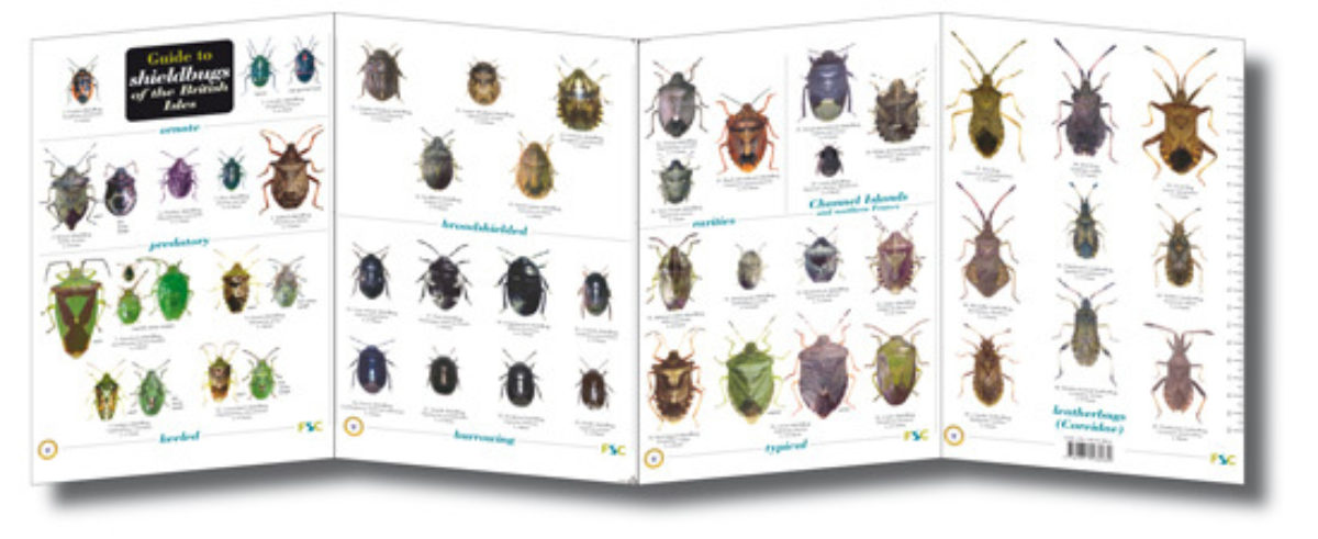 Field Guide - Shieldbugs of the British Isles | Muddy Faces