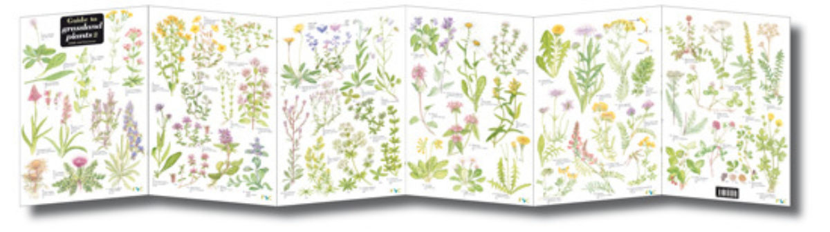 Field Guide - Grassland Plants 2 | Muddy Faces