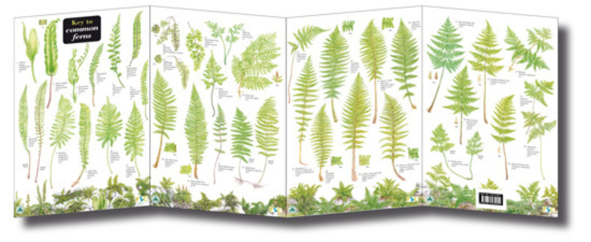Field Guide - Common Ferns | Muddy Faces