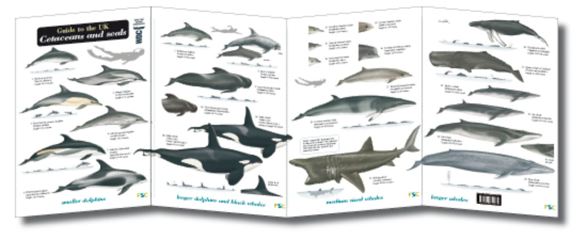 Field Guide - Cetaceans and Seals | Muddy Faces
