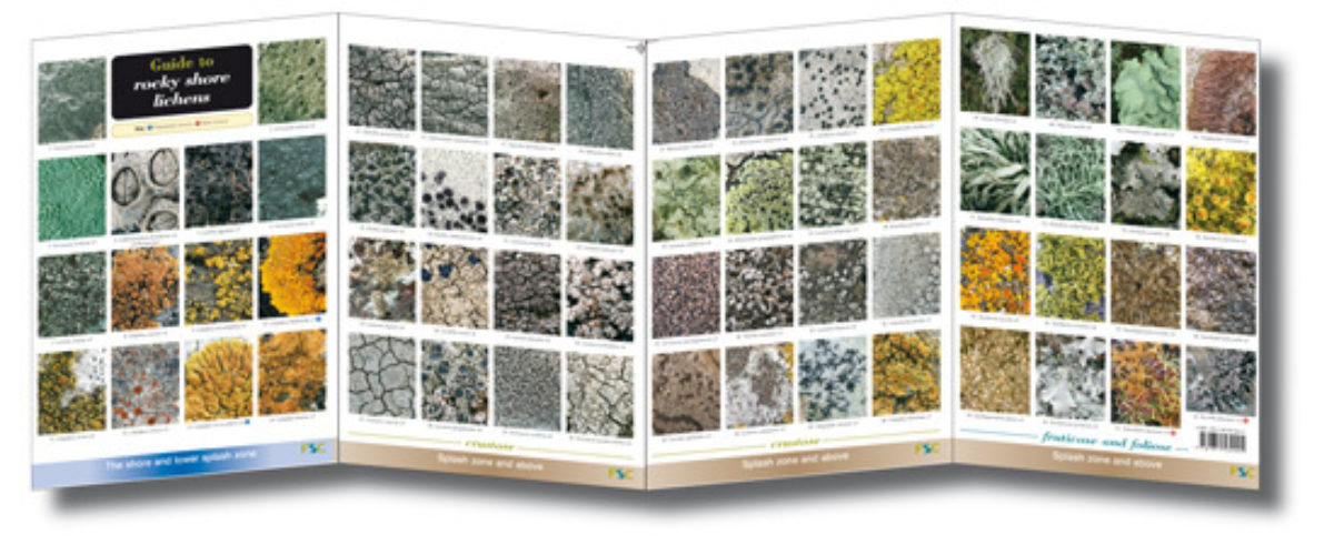 Field Guide - Lichens of Rocky Shore | Muddy Faces