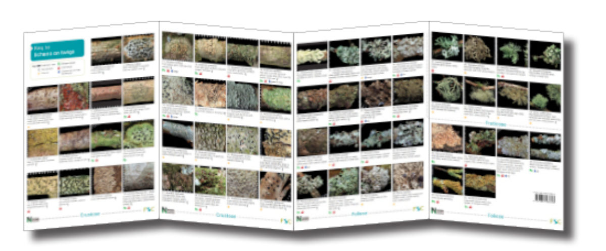 Field Guide - Lichens on Twigs | Muddy Faces