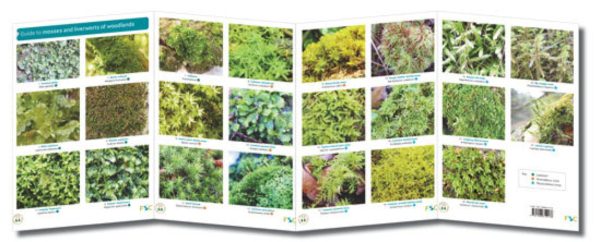 Field Guide - Mosses & Liverworts of Woodlands | Muddy Faces