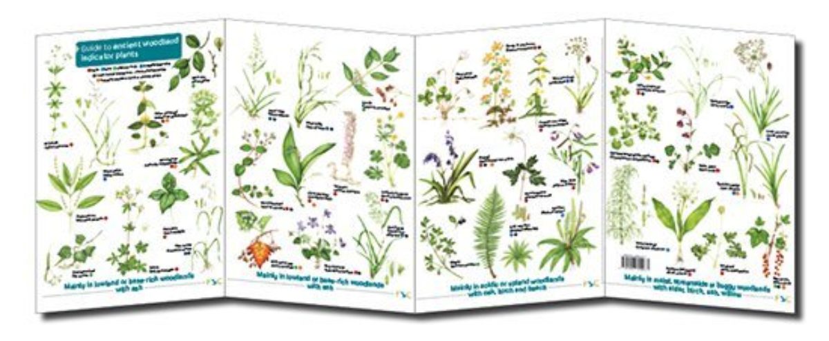 Field Guide - Ancient Woodland Indicators | Muddy Faces