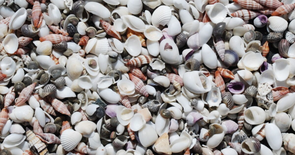 Shell Selection | Ingredients | Muddy Faces