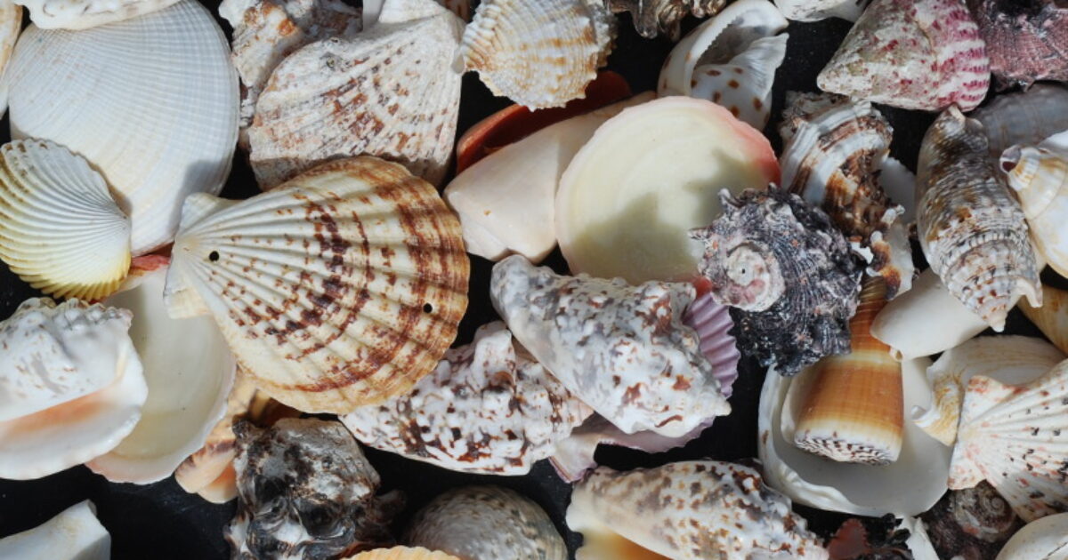 Shells | Large Art Projects | Muddy Faces