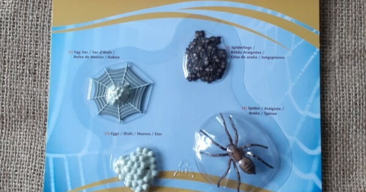 Tarantula Com Bebes The Spider Shop The Spider Shop