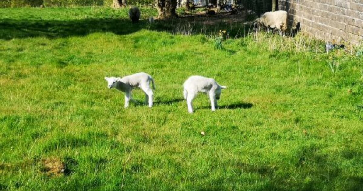 Farm animals & rare breeds | Useful websites | Muddy Faces