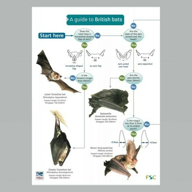 Field Guide - Bats | Muddy Faces