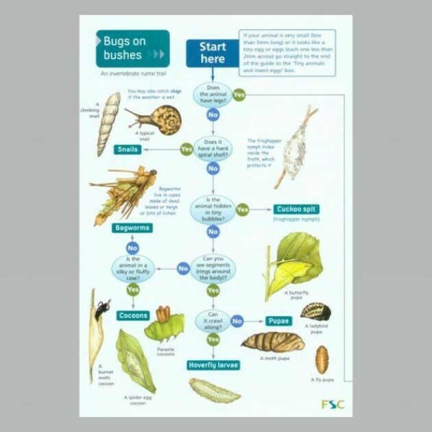 Field Guide - Bugs on Bushes | Muddy Faces