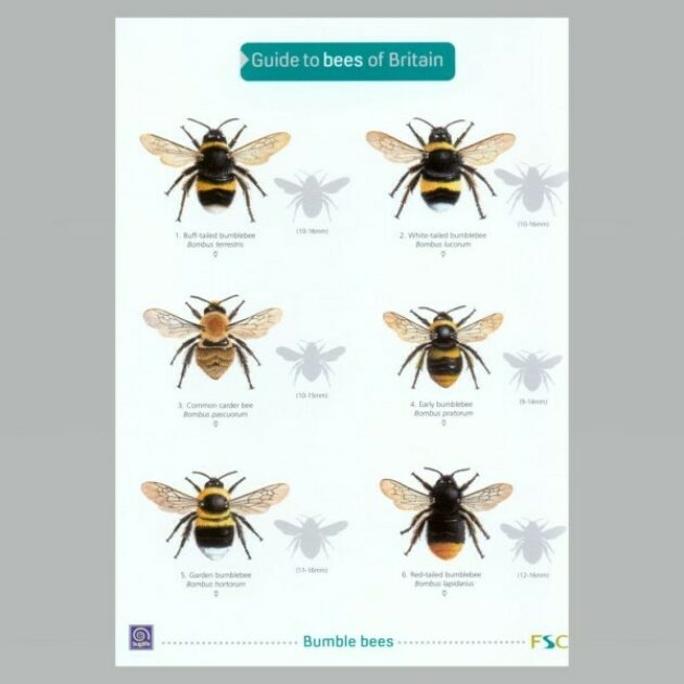 Field Guide - Bees | Muddy Faces