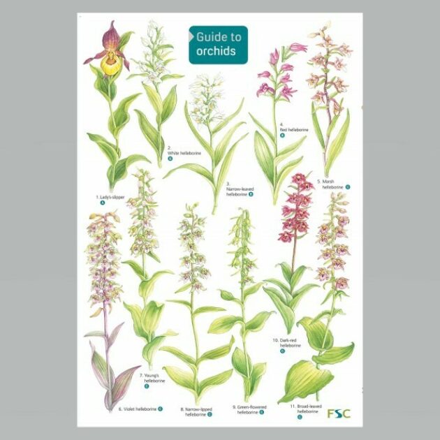 Field Guide - Orchids | Muddy Faces