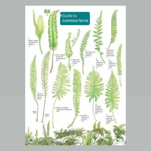 Field Guide - Common Ferns | Muddy Faces