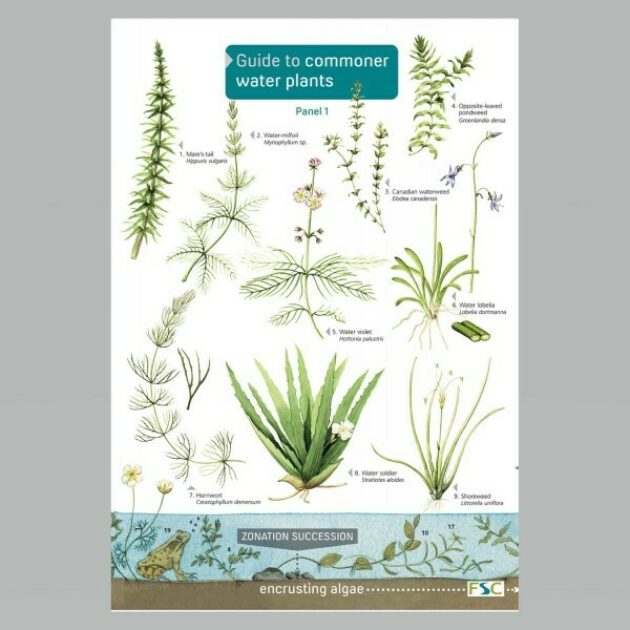 Field Guide - Commoner Water Plants | Muddy Faces