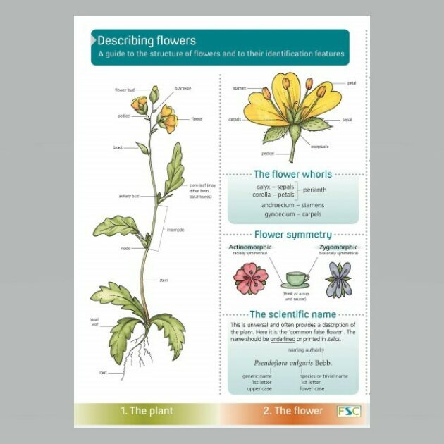 Field Guide - Describing Flowers | Muddy Faces