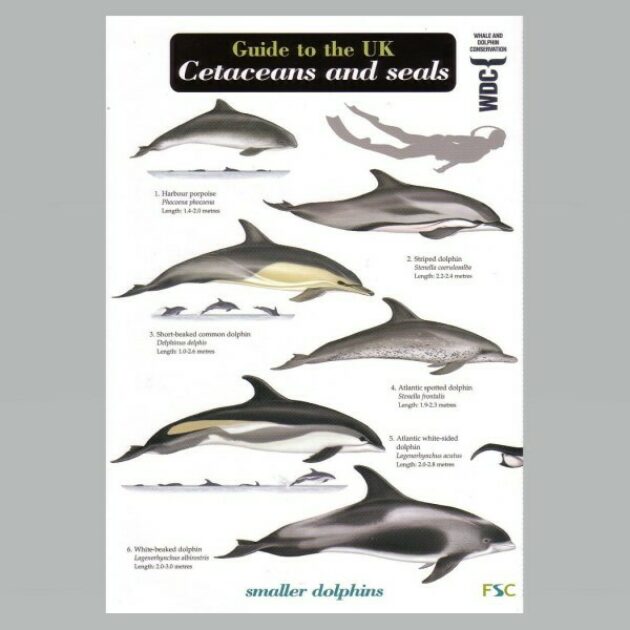 Field Guide - Cetaceans and Seals | Muddy Faces