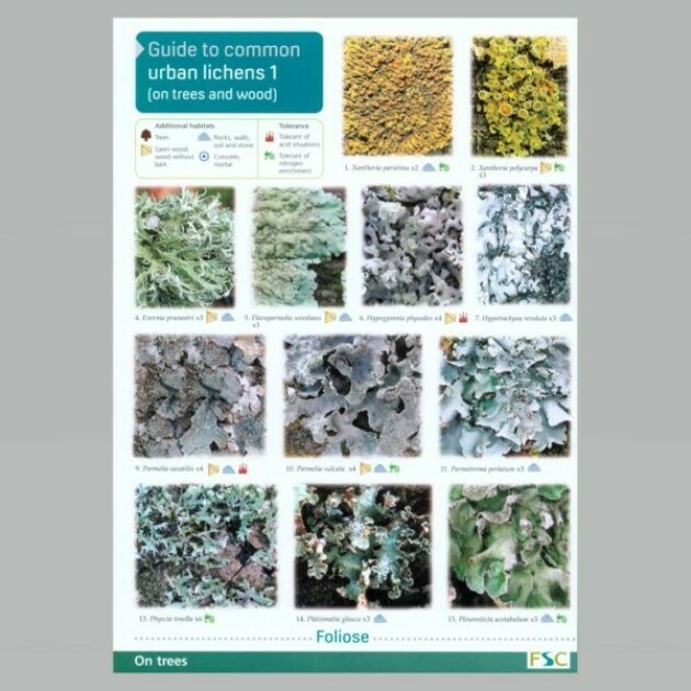 Field Guide - Urban Lichens on Trees & Wood | Muddy Faces