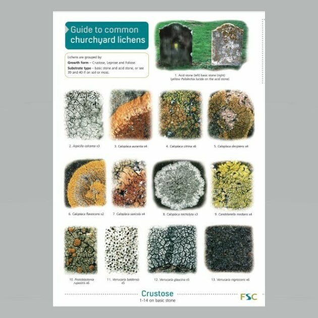 Field Guide - Churchyard Lichens | Muddy Faces