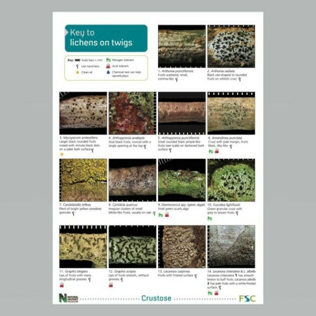 Field Guide - Lichens on Twigs | Muddy Faces