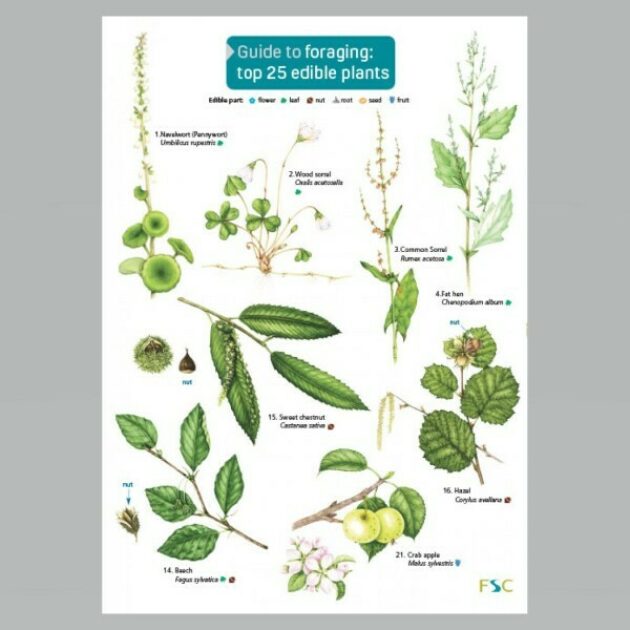 Field Guide - Foraging: Top 25 Edible Plants | Muddy Faces