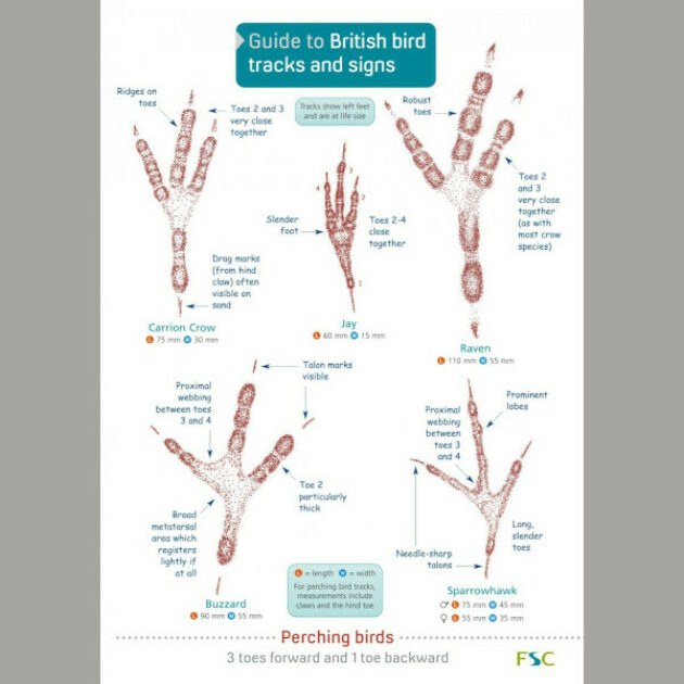 Field Guide - British Birds Tracks & Signs | Muddy Faces