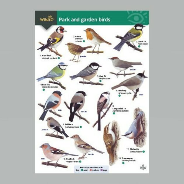 Field Guide - Park & Garden Birds | Muddy Faces