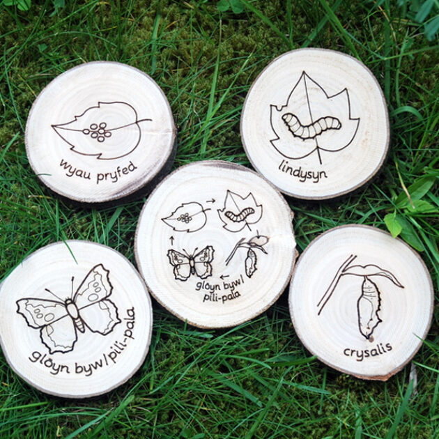 Cylch bywyd - Golyn byw/Pili-pala | Muddy Faces