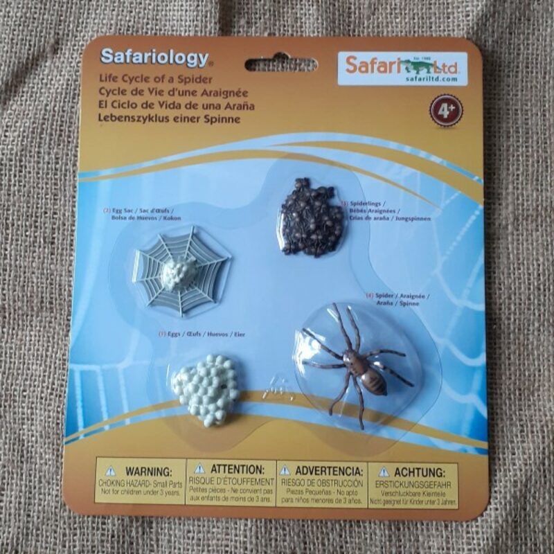 What Is The Life Cycle Of A Spider