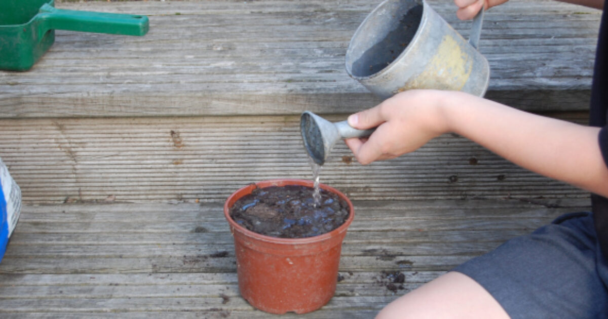 Planting tree seeds - Activities | Muddy Faces