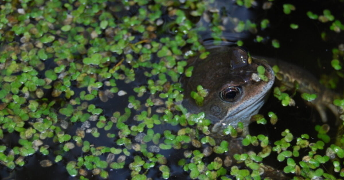 INSPIRATIONS - frogs - Activities | Muddy Faces
