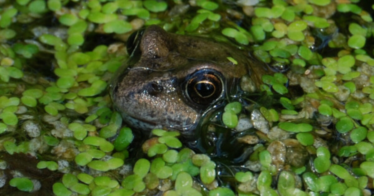 Animals Kits & Sets | Kits & Sets | Muddy Faces