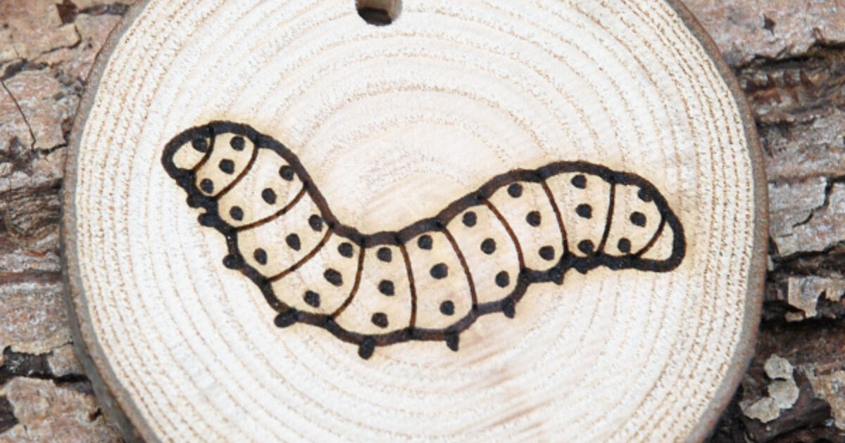 Trail Discs - Minibeasts | Minibeasts | Muddy Faces