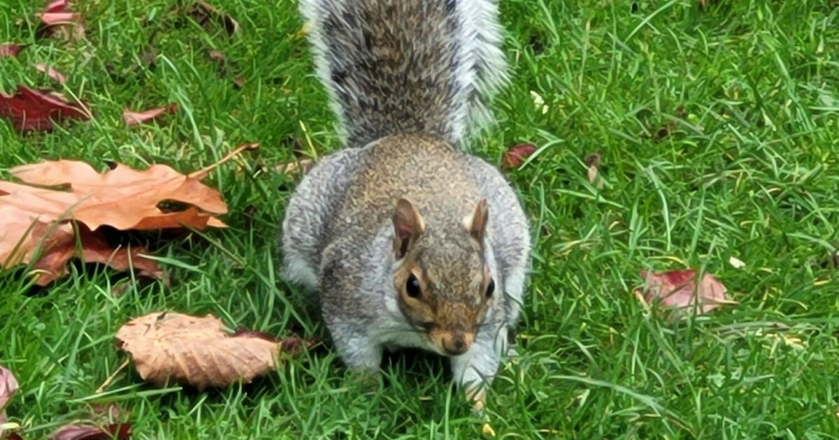 Moles & Squirrels | Animals | Muddy Faces
