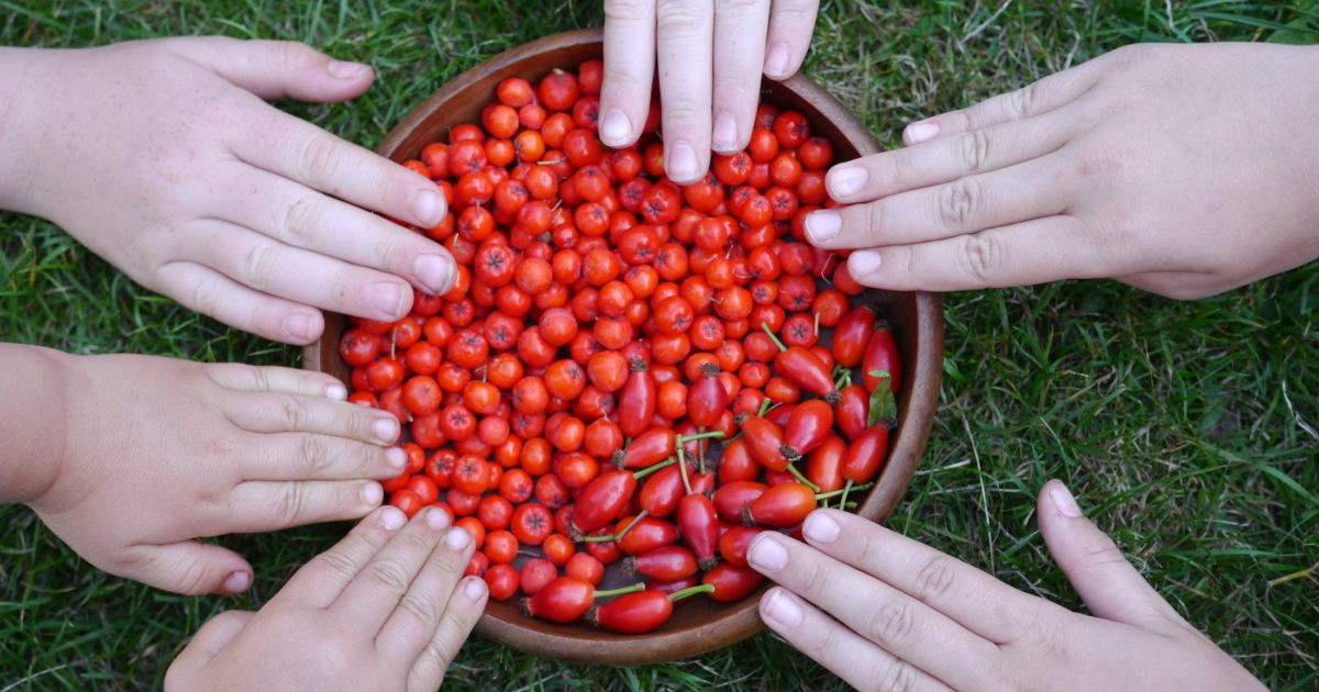 INSPIRATIONS - berries - Activities | Muddy Faces