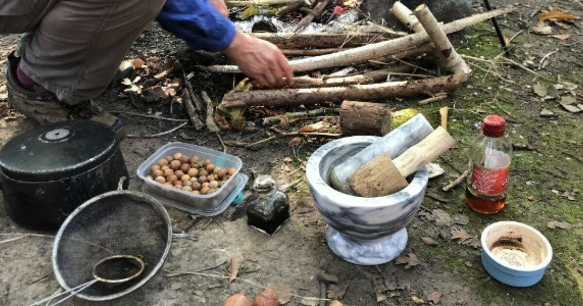 Making oak gall ink - Activities | Muddy Faces