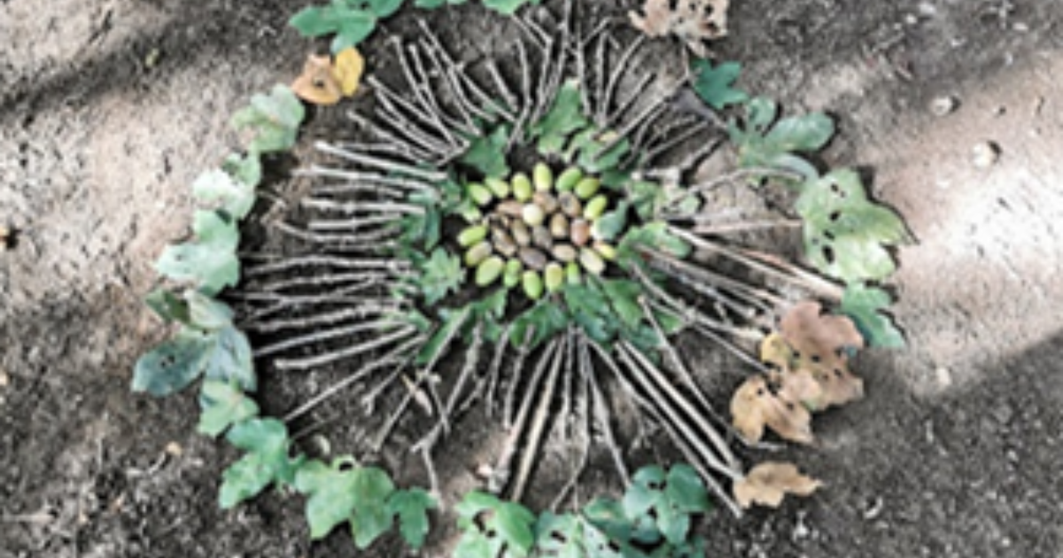 Level 2 Award in Curriculum Based Outdoor Learning… | Muddy Faces