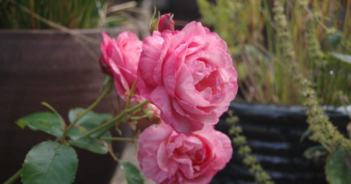 Rose petal perfume - Activities | Muddy Faces