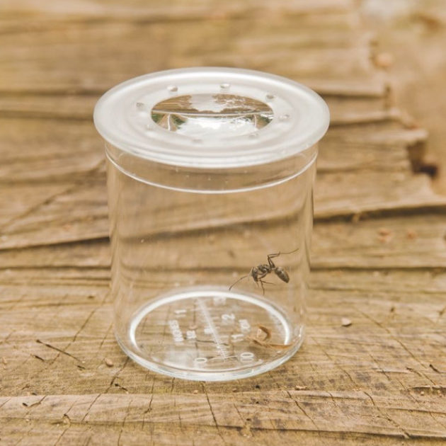 Bug Pot | Muddy Faces