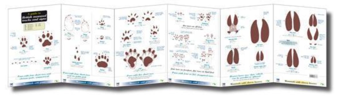Field Guide - British Mammals Tracks & Signs | Muddy Faces