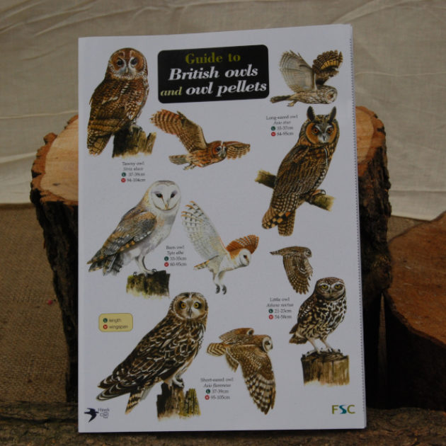 Field Guide - British Owls & Owl Pellets | Muddy Faces