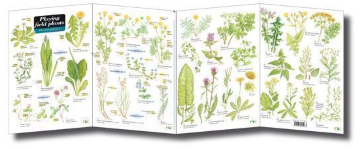 Field Guide - Playing Field Plants | Muddy Faces