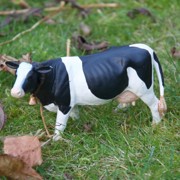 Holstein Cow | Muddy Faces