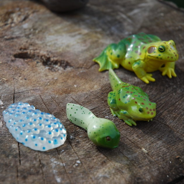 4 Stages of Life Cycle - Frog | Muddy Faces