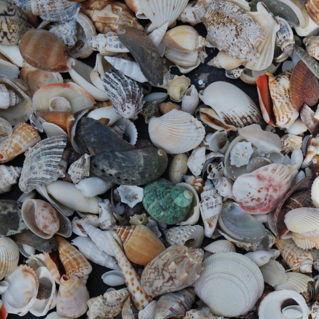 Medium Shells | Muddy Faces