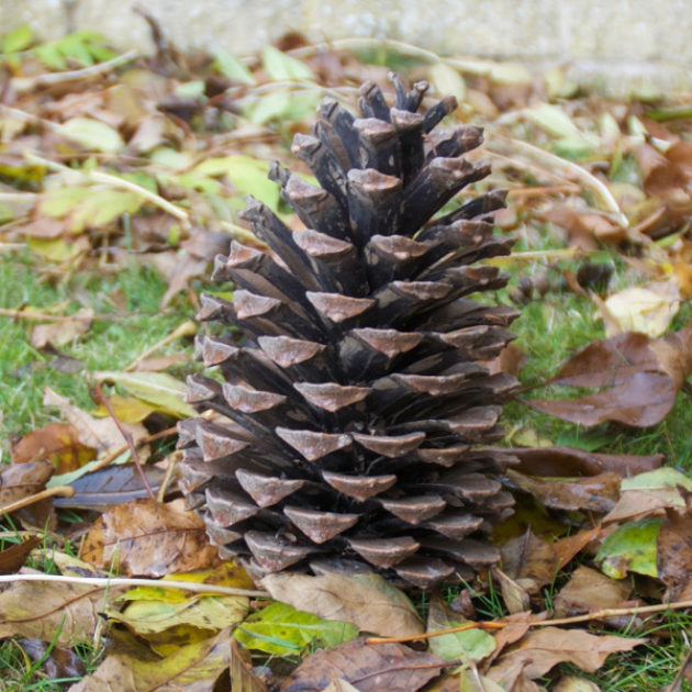 Pine Cone - Large | Muddy Faces