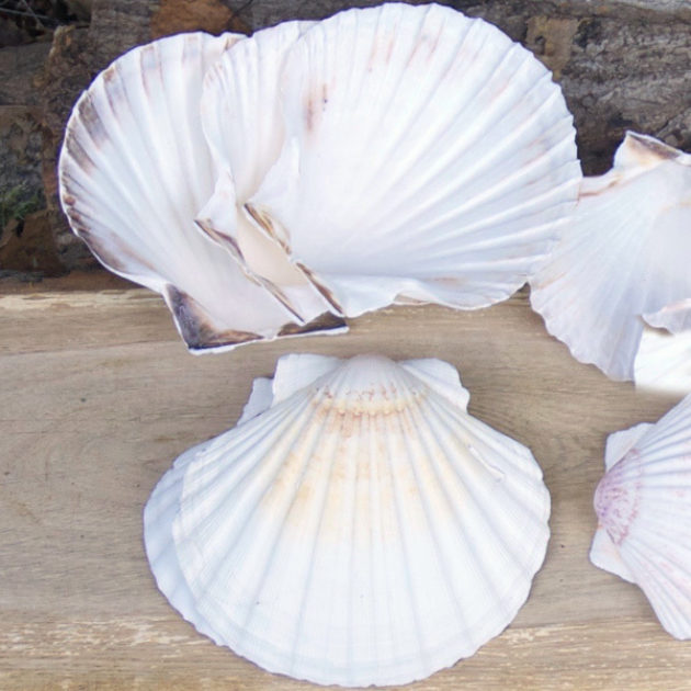 Scallop Shells | Muddy Faces